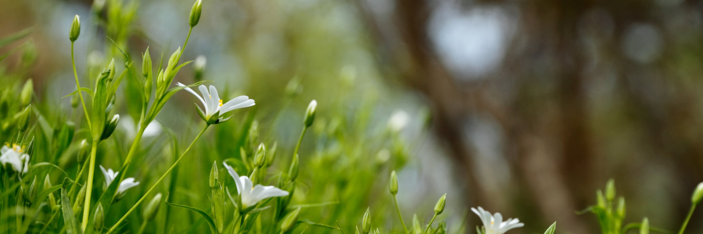 obit-background-grass – Duker & Haugh Funeral Home